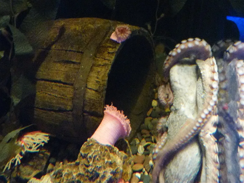 Ripley's Aquarium of Myrtle Beach (Myrtle Beach) - Visitor Information ... Ripley's Aquarium of Myrtle Beach (Myrtle Beach) - Visitor Information ...