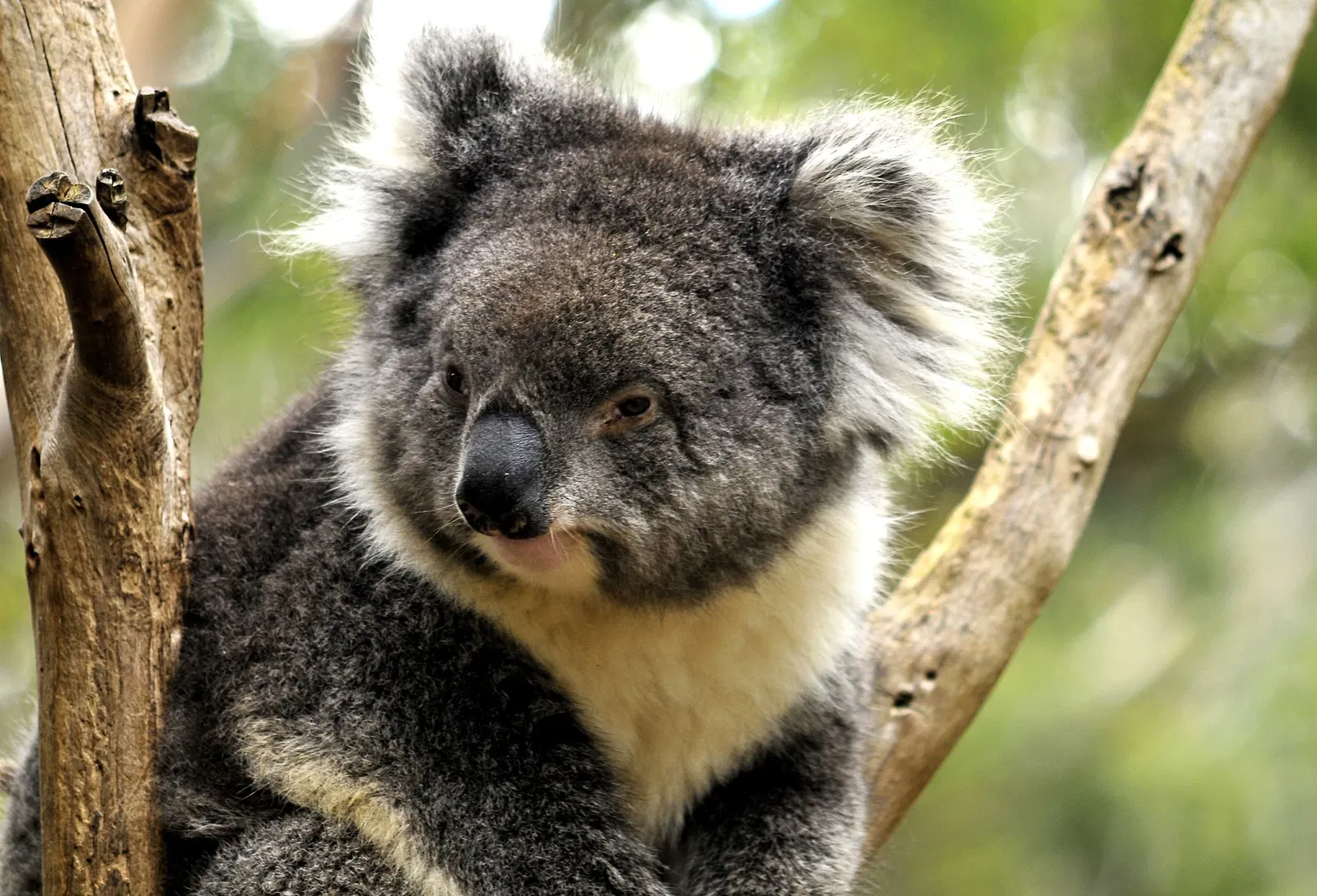 Tasmania Zoo (Launceston) - Visitor Information & Reviews