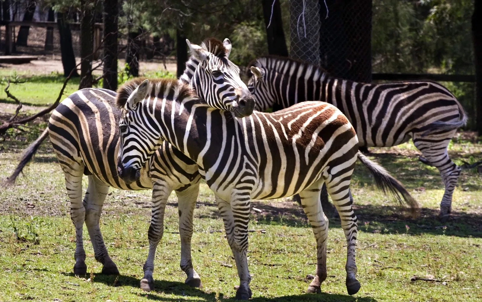 Taronga Western Plains Zoo (Dubbo) - Visitor Information & Reviews