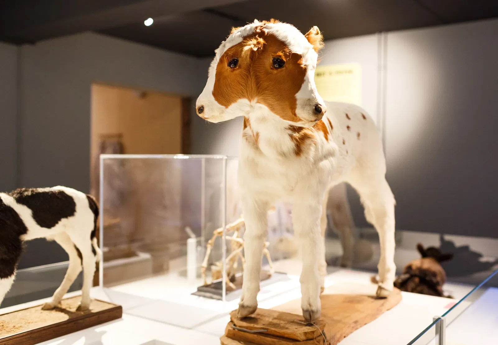 Extraordinary animals - Exhibition at Museum Natura Docet