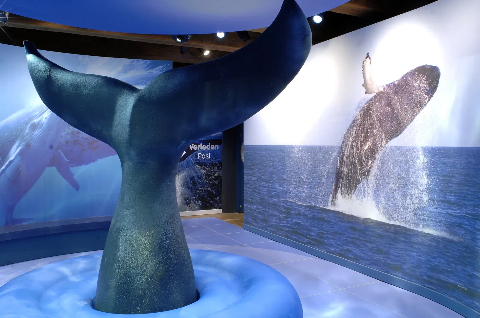 The tale of the whale - Exhibition at The National Maritime Museum