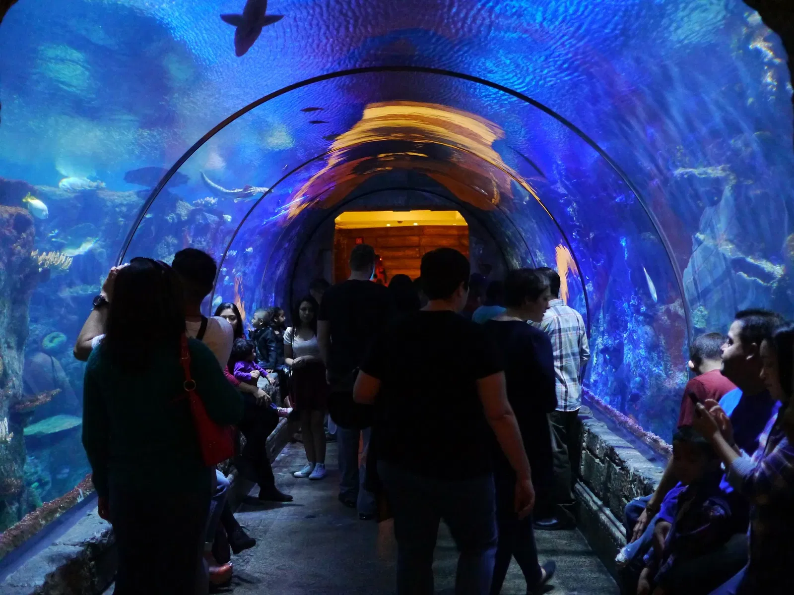 Shark Reef Aquarium (Paradise) - Visitor Information & Reviews
