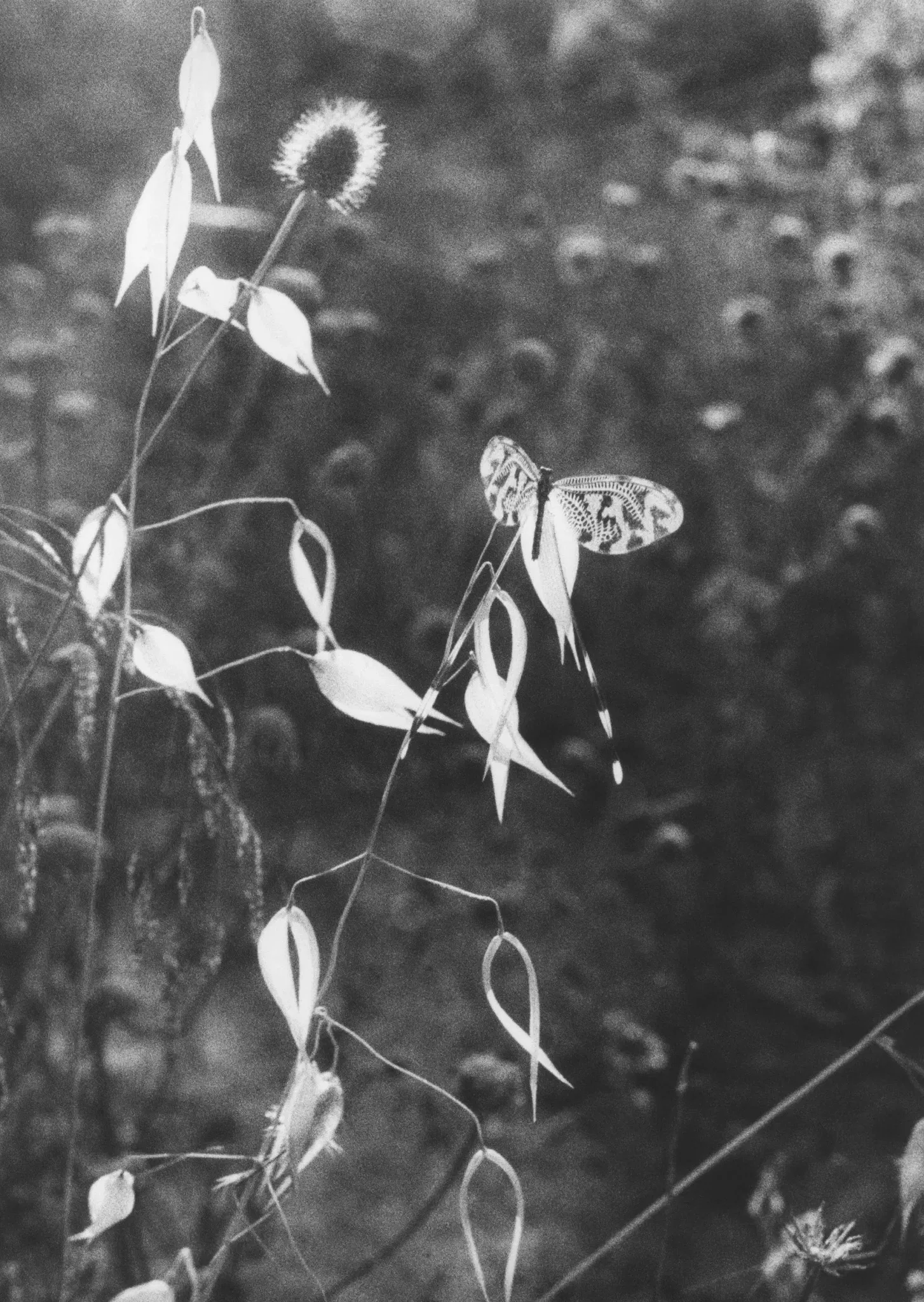 Jochen Lempert - Natural sources - Exhibition at Huis Marseille, Museum ...
