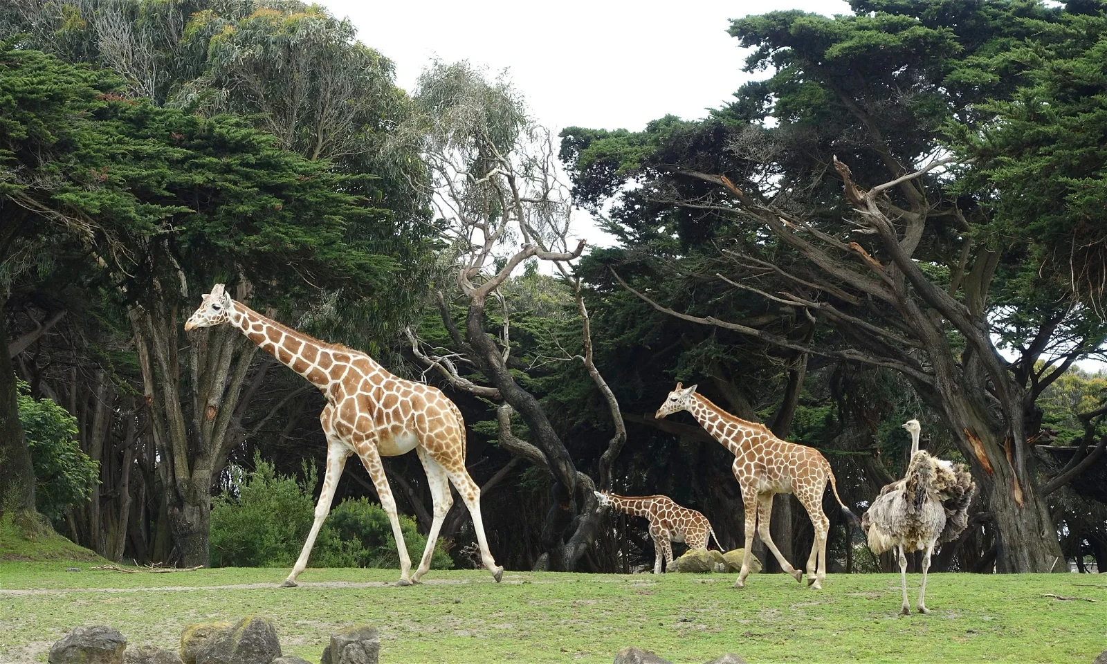 San Francisco Zoo (San Francisco) - Visitor Information & Reviews