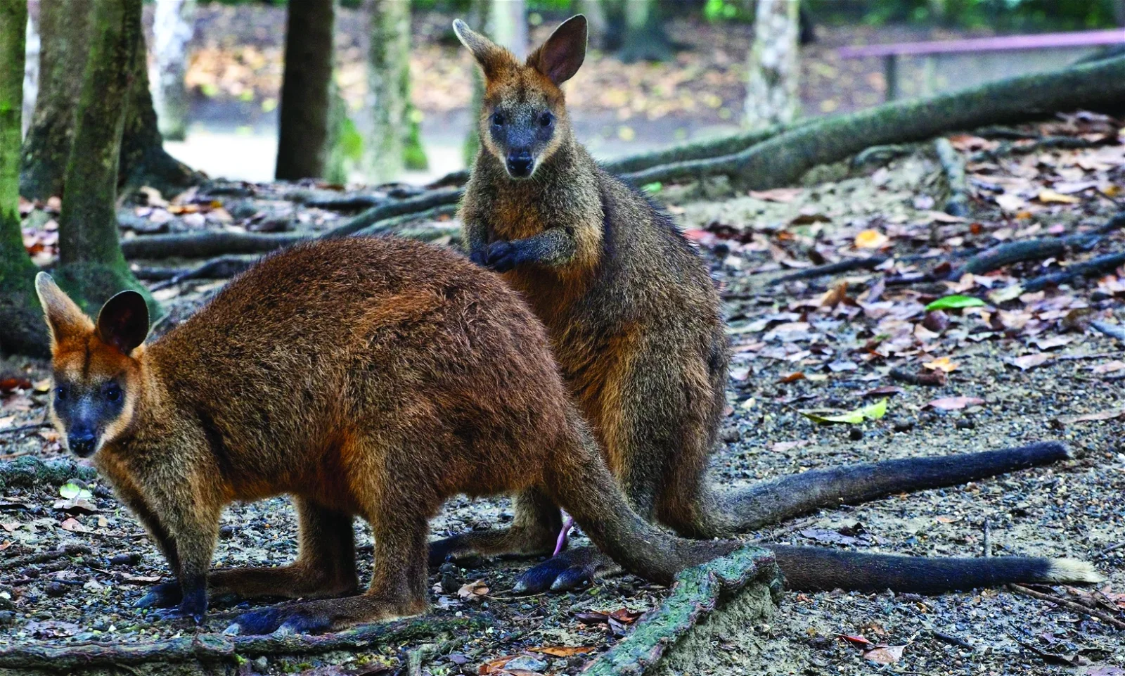 Wildlife Habitat (Port Douglas) - Visitor Information & Reviews