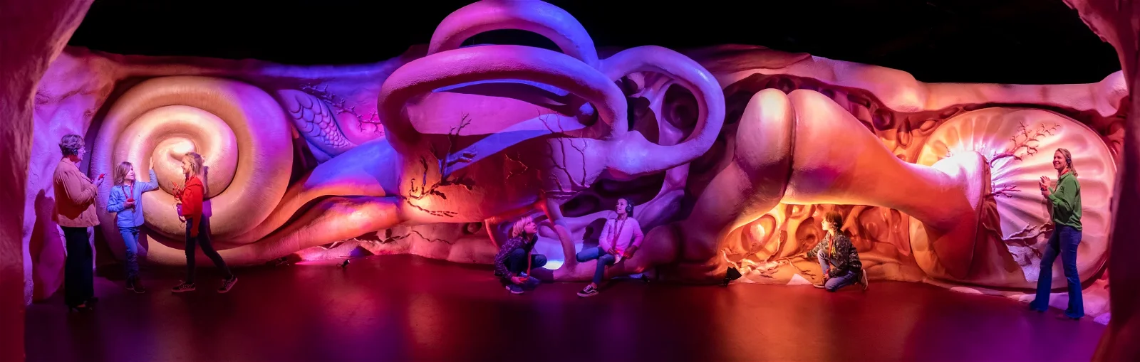 CORPUS 'journey through the human body' (Oegstgeest) - Visitor ...