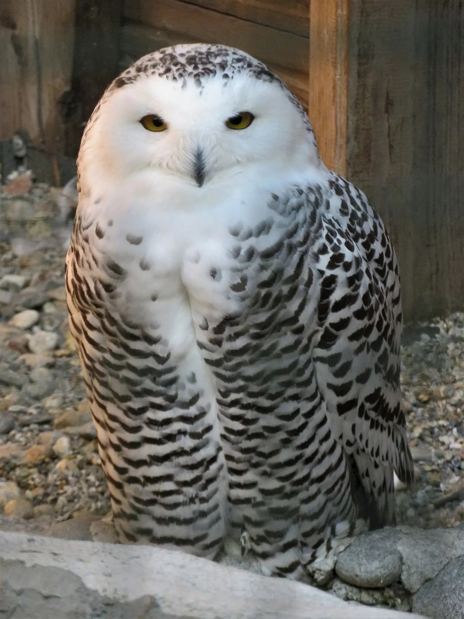 Falconeria Locarno (Locarno) - Visitor Information & Reviews