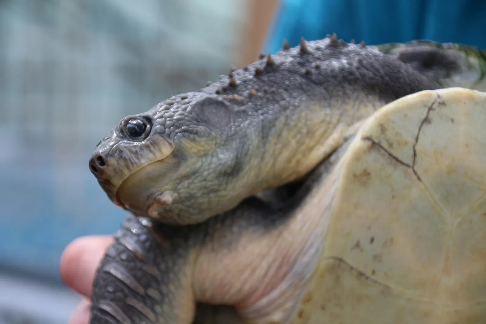 Turtle Island Austria (Graz) - Visitor Information & Reviews