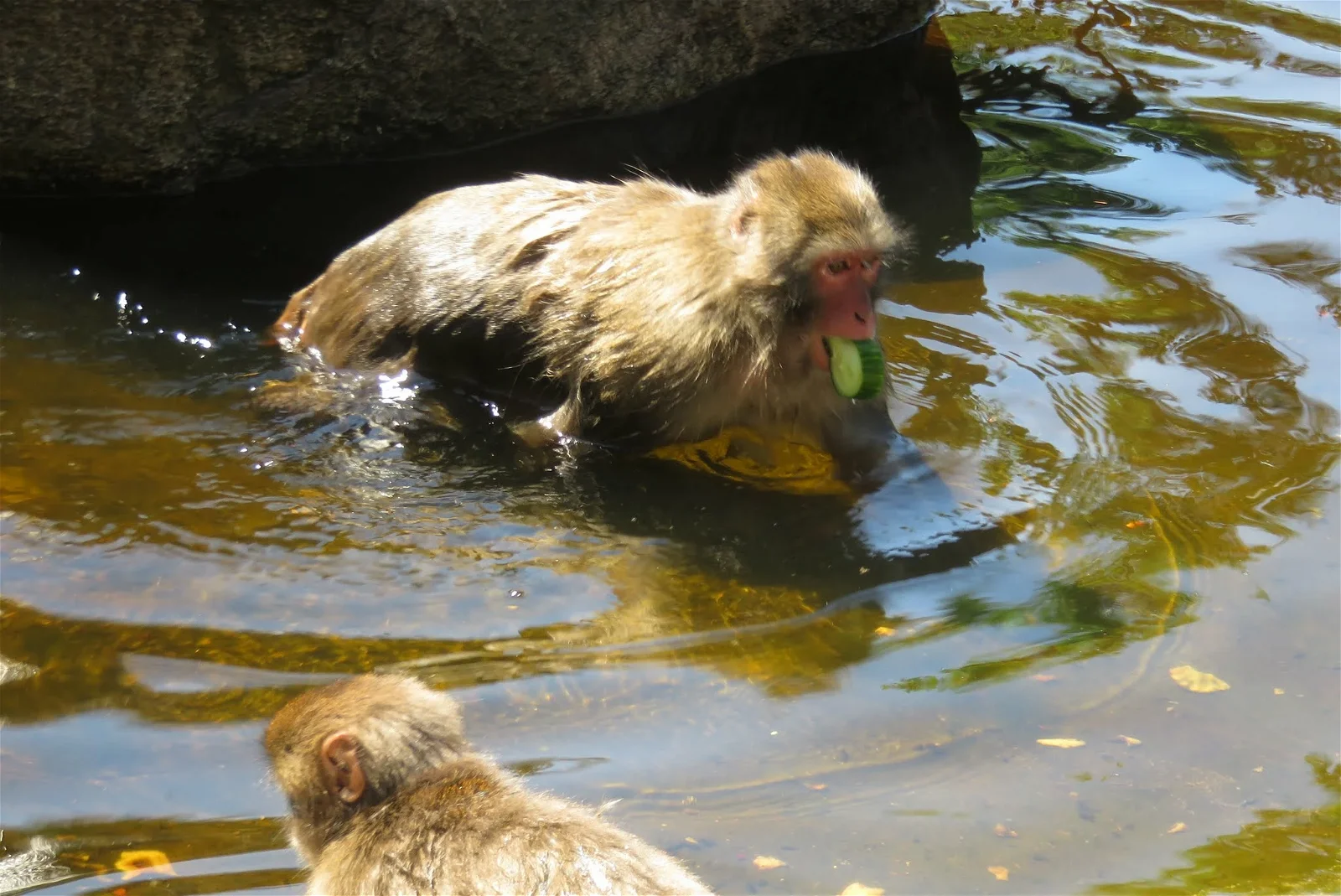 Affenberg Landskron (Villach) - Bezoekersinformatie & Recensies