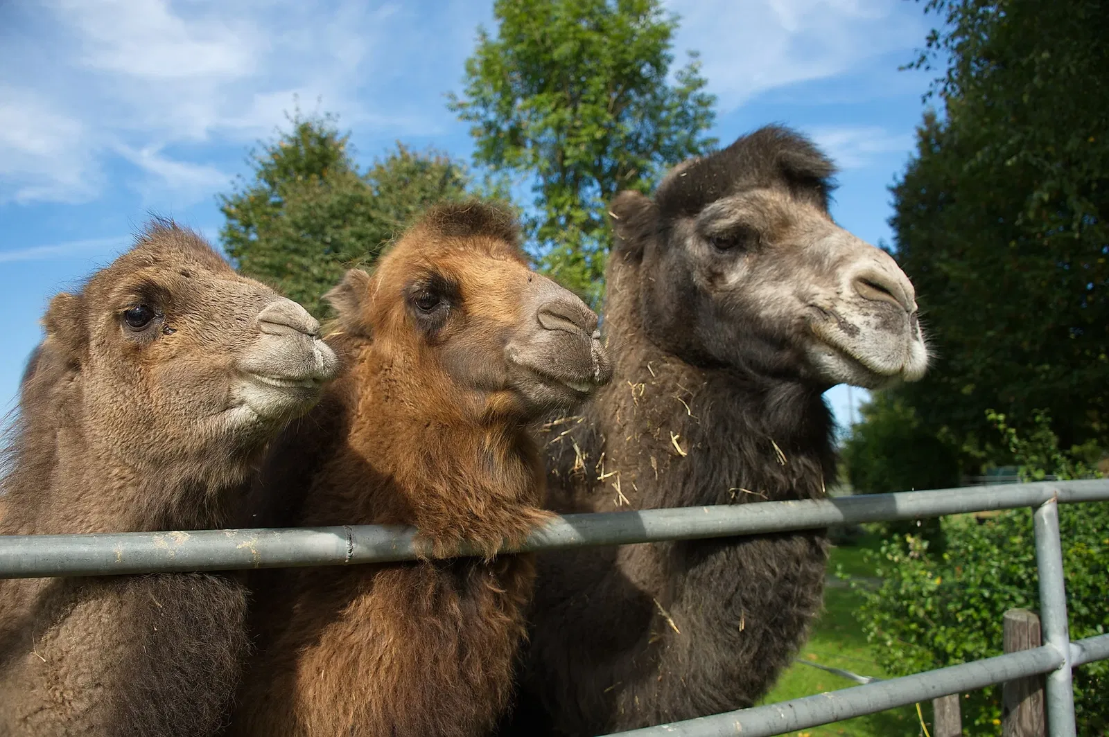 Tiergarten Walding (Walding) - Visitor Information & Reviews