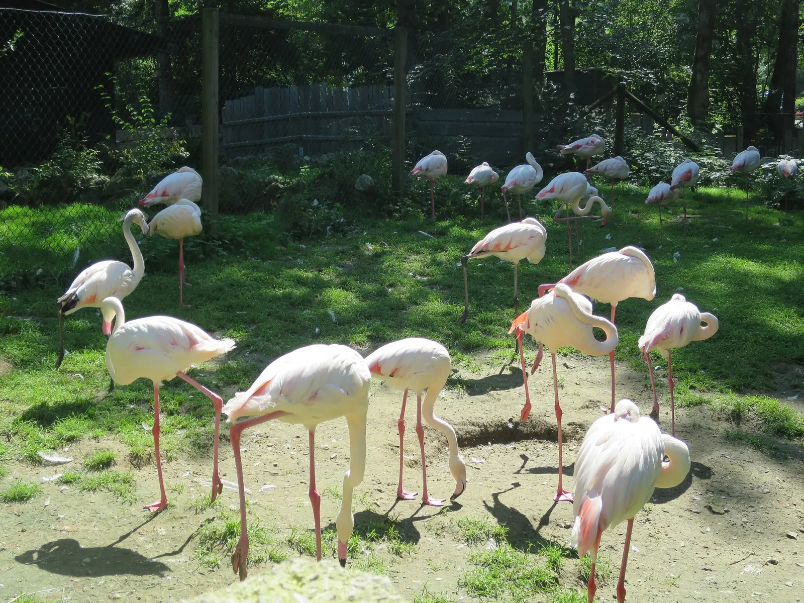 Raritätenzoo Ebbs (Wagrain-Mühltal) - Visitor Information & Reviews