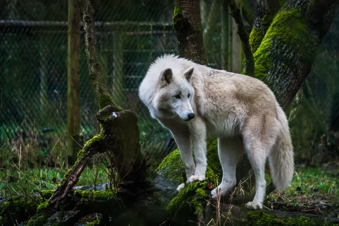 Opening Hours - Wolfspark Werner Freund (Merzig)
