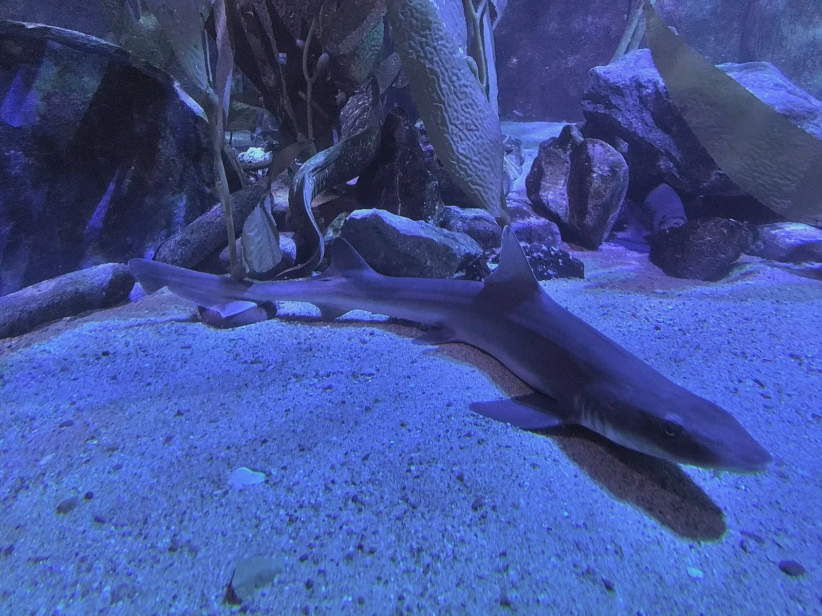 SEA LIFE Aquarium (Carlsbad) - Visitor Information & Reviews