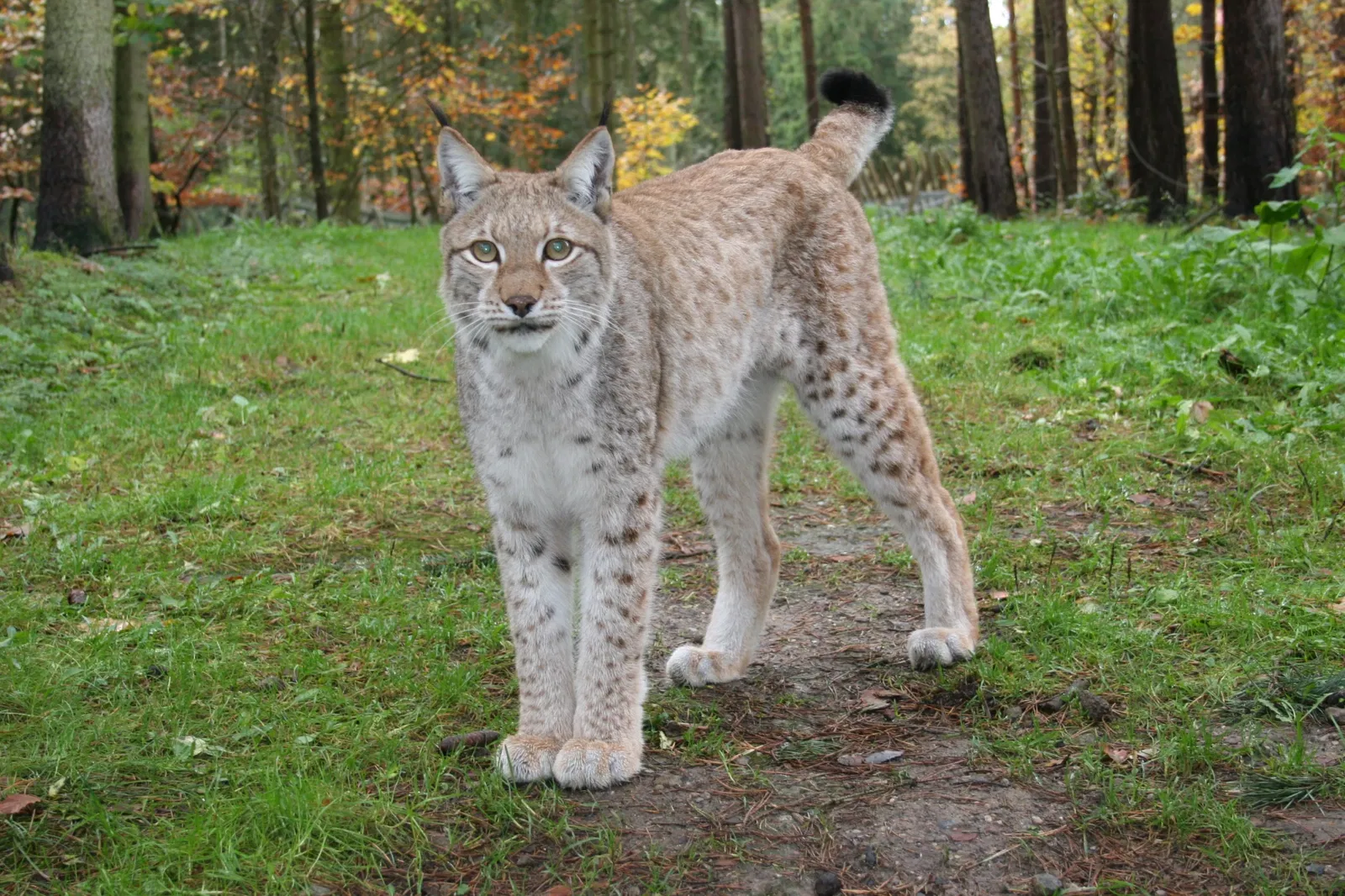 Wildpark-MV (Güstrow) - Visitor Information & Reviews