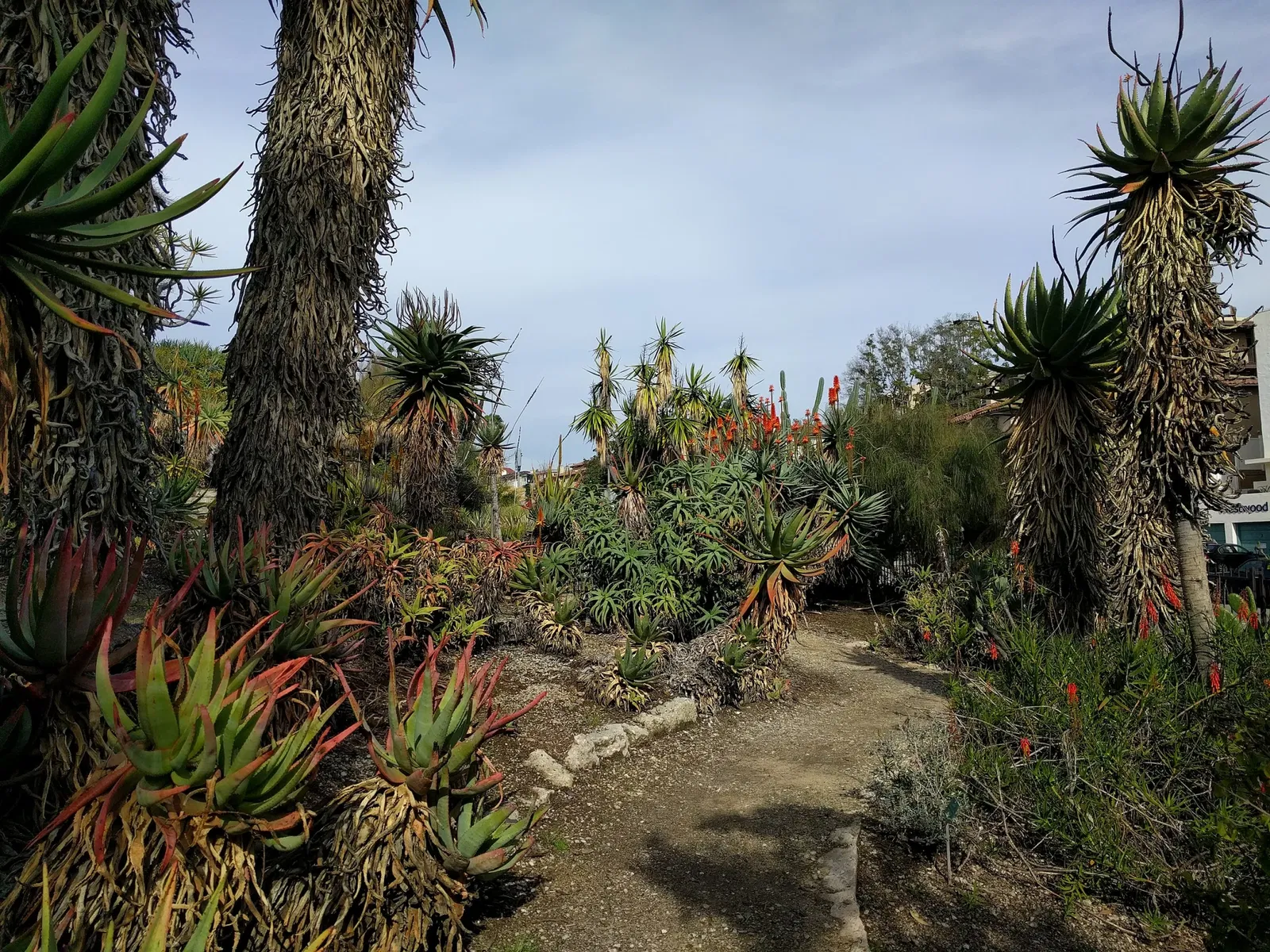 UCLA Mathias Botanical Garden (Los Angeles) - Visitor Information & Reviews