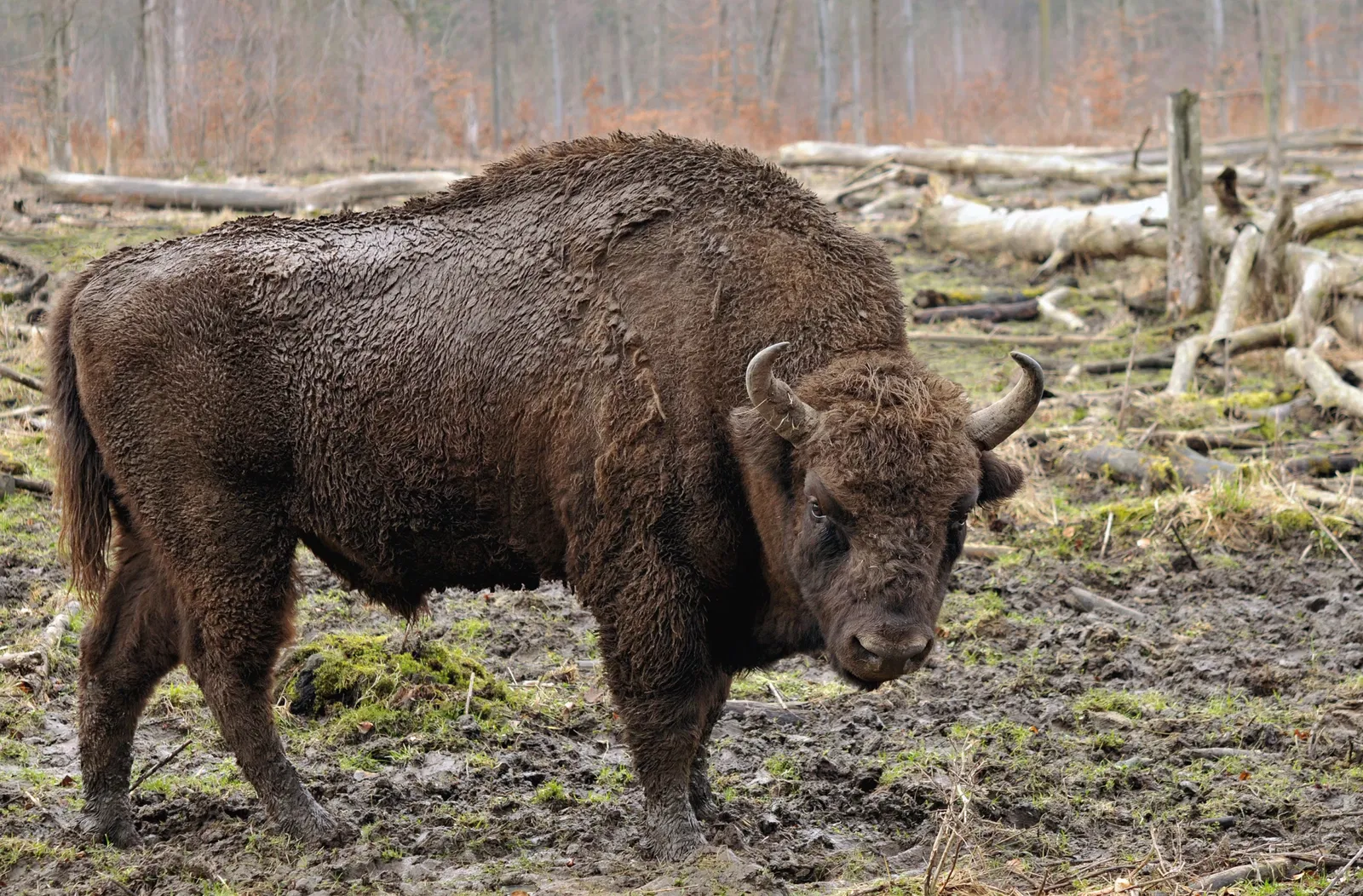 Springe Bison Reserve (Springe) - Visitor Information & Reviews