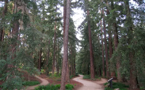 UC Davis Arboretum and Public Garden (Davis) - Visitor Information ... UC Davis Arboretum and Public Garden (Davis) - Visitor Information ...