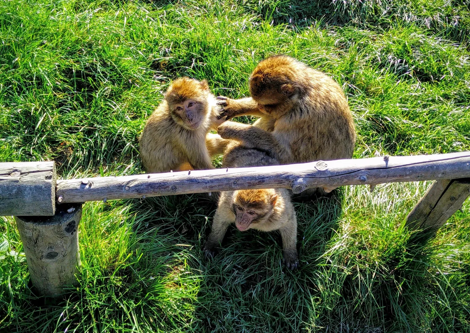 Monkey & bird park Eckenhagen (Reichshof) - Visitor Information & Reviews