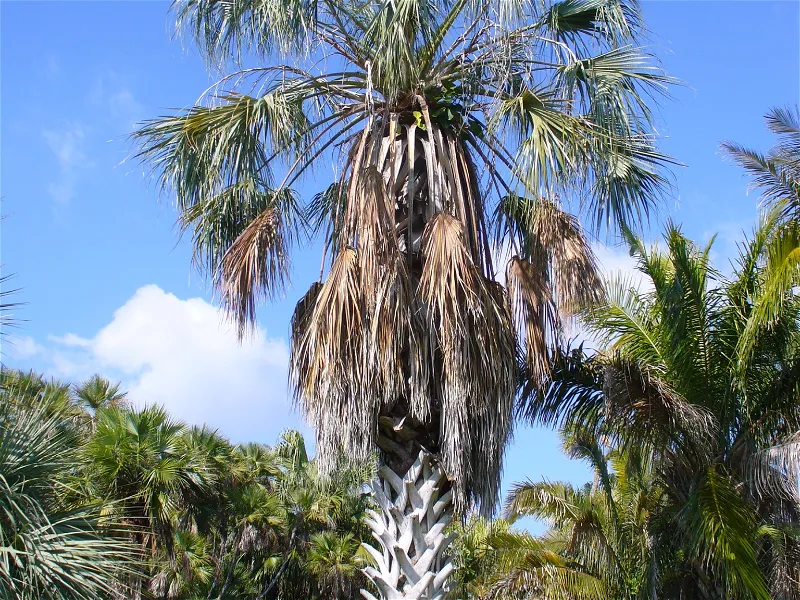 Montgomery Botanical Center Coral Gables Visitor Information And Reviews
