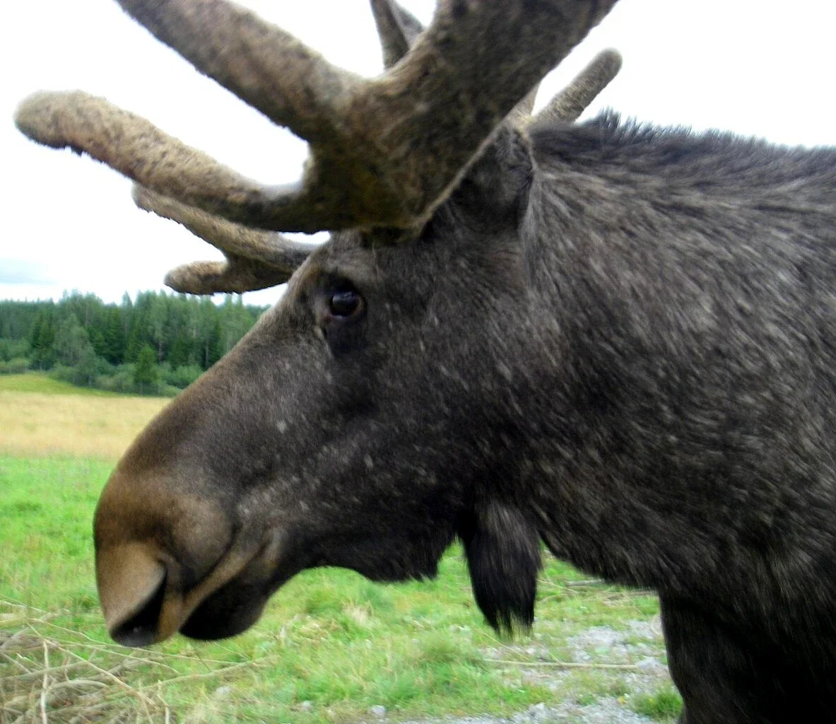 Elk House (Bjurholm District) - Visitor Information & Reviews