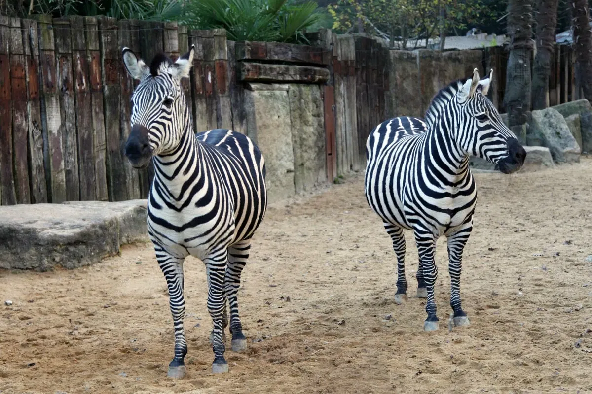 Asson Zoo (Asson) - Visitor Information & Reviews