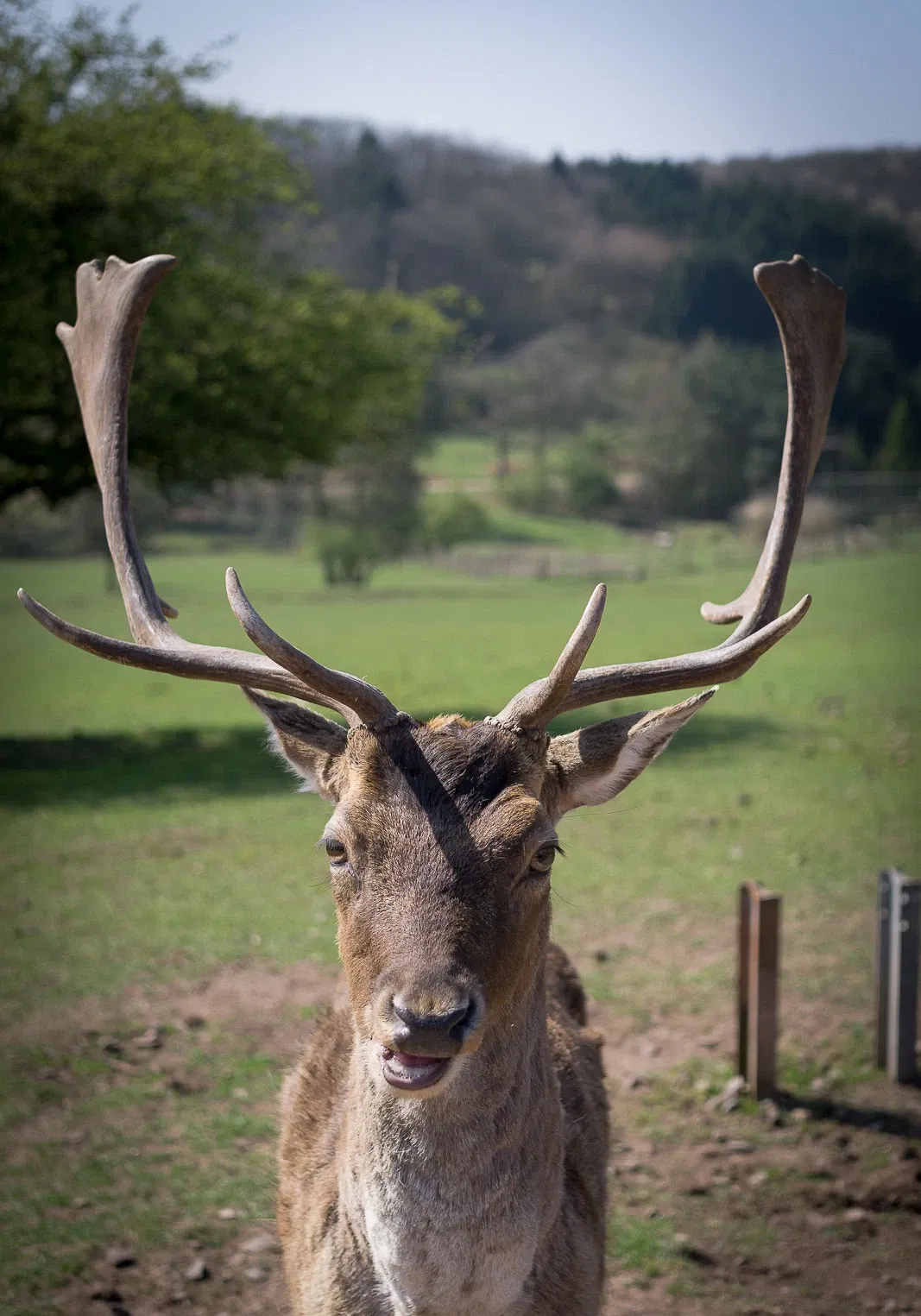 Naturwildpark Freisen (Freisen) - Visitor Information & Reviews
