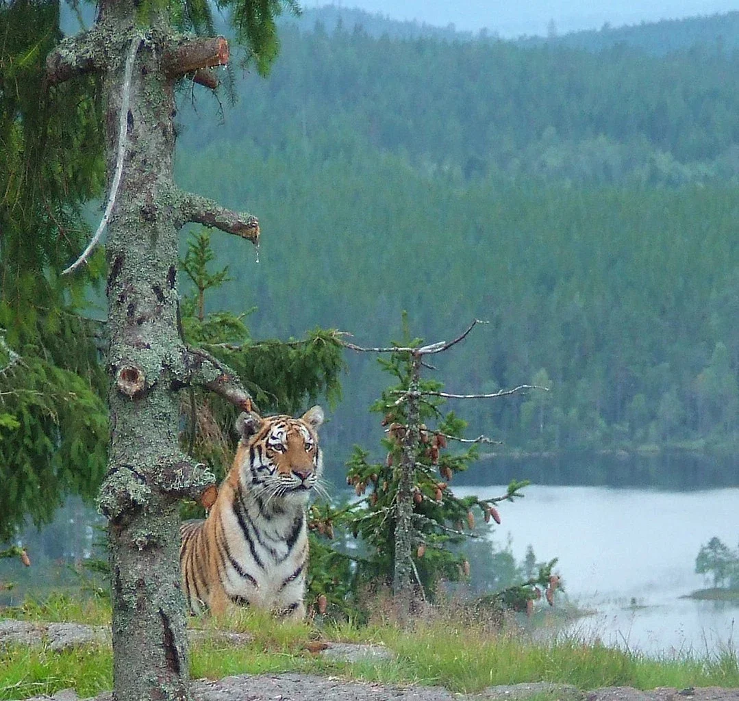 Orsa Predator Park (Grönklitt) - Visitor Information & Reviews
