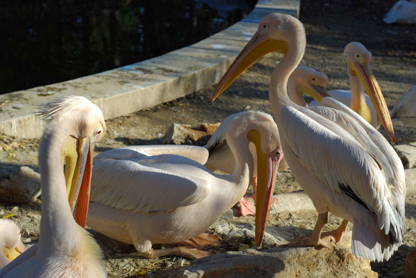 Bucharest Zoo (Bucharest) - Visitor Information & Reviews